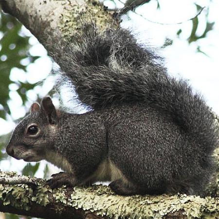 Gray Squirrel Breeding