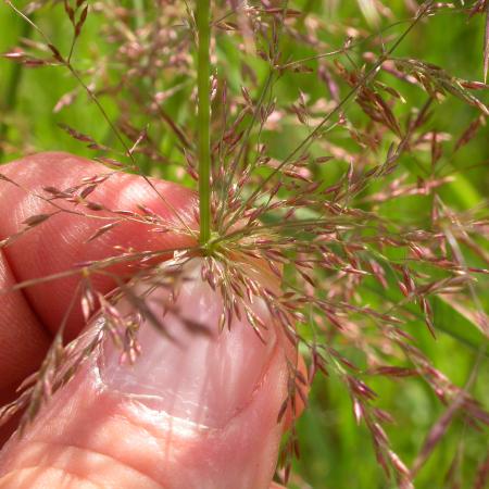 Grassy Weeds in Lawns | solvepest