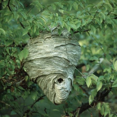 Yellowjackets | solvepest