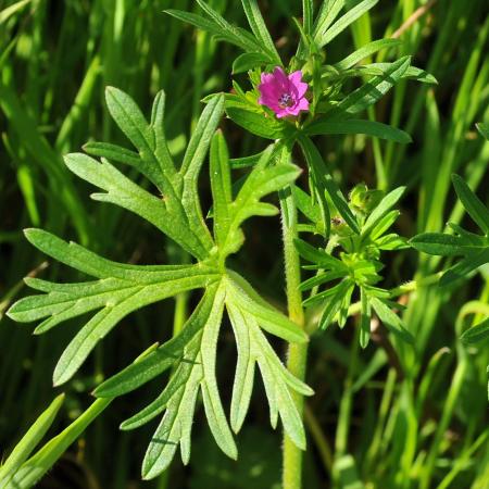 Broadleaf Weeds in Lawns | solvepest