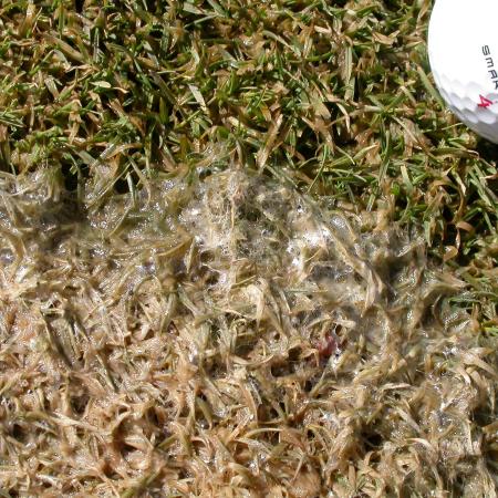 Plant Diseases in Lawns | solvepest