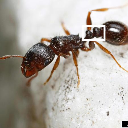 Household Ants | solvepest