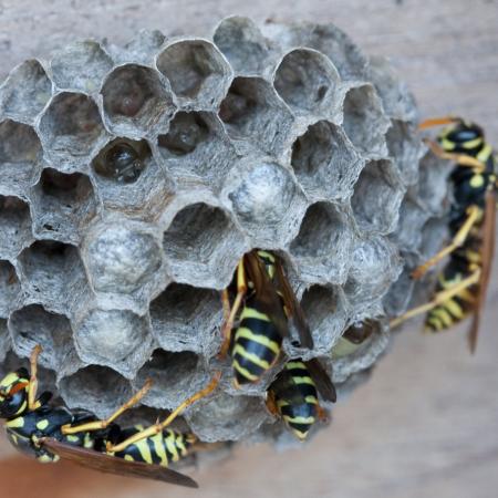 Yellowjackets | solvepest
