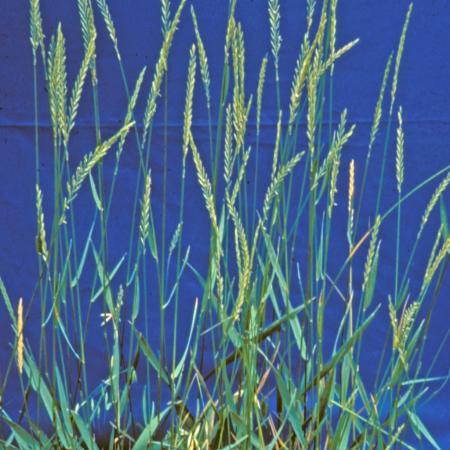 Grassy Weeds in Lawns | solvepest