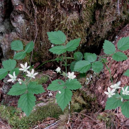Himalayan Blackberry | solvepest