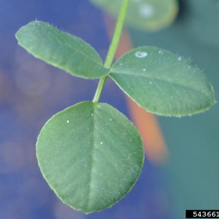 Broadleaf Weeds in Lawns | solvepest