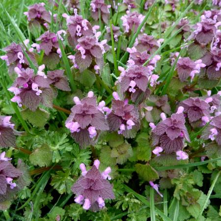 Broadleaf Weeds in Lawns | solvepest