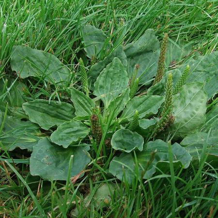 Broadleaf Weeds in Lawns | solvepest