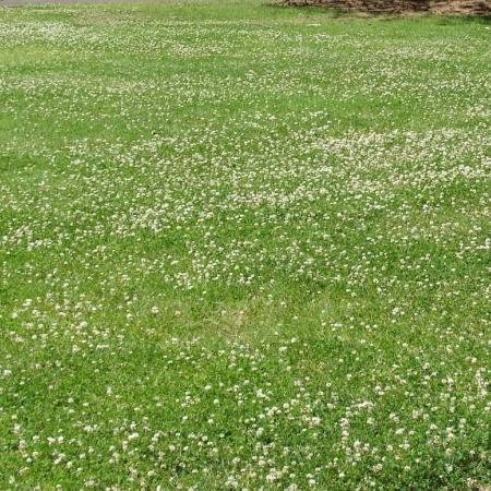 Broad Leaf Grass