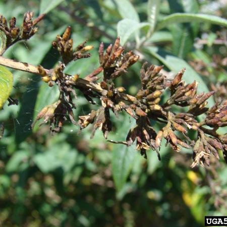 Butterfly Bush | solvepest