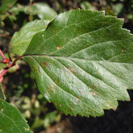 Common Hawthorn | solvepest