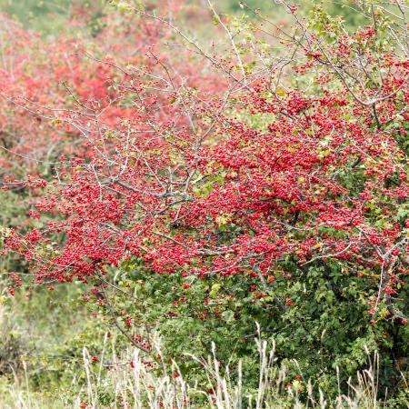 Common Hawthorn | solvepest