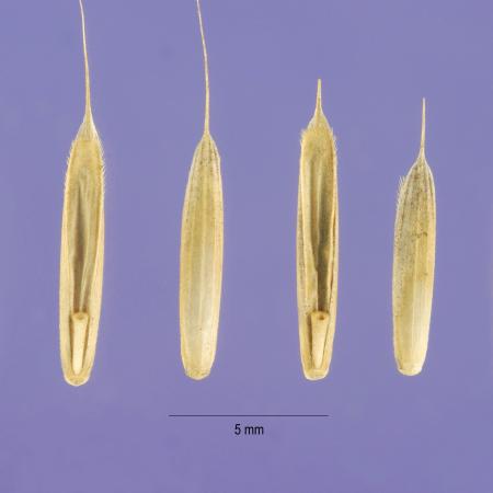 False Brome | solvepest