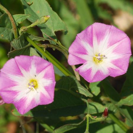 Field Bindweed | solvepest