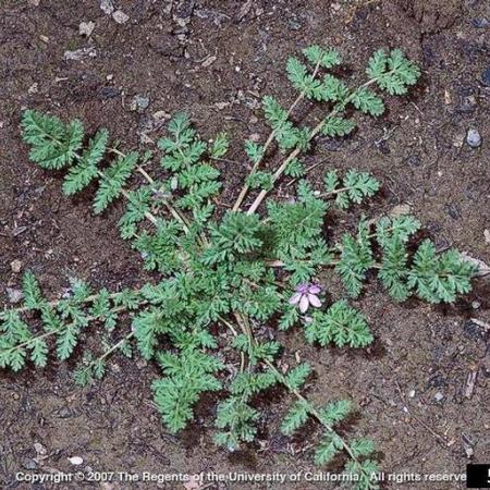 Shiny Geranium | solvepest