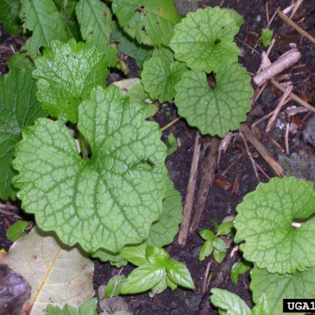Garlic Mustard | solvepest