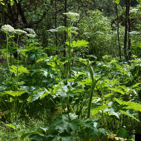 Giant Hogweed | solvepest