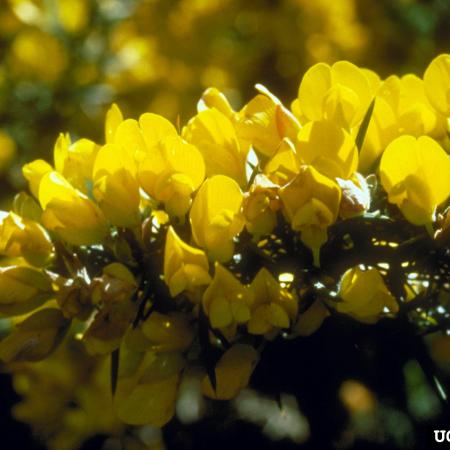 Gorse | solvepest