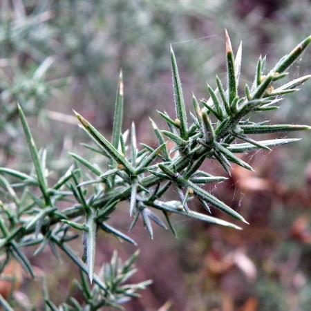 Gorse | solvepest