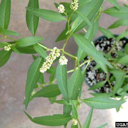 Knotweed | solvepest