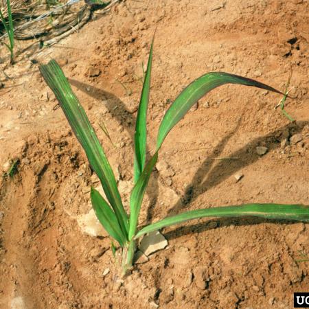 Johnsongrass | solvepest