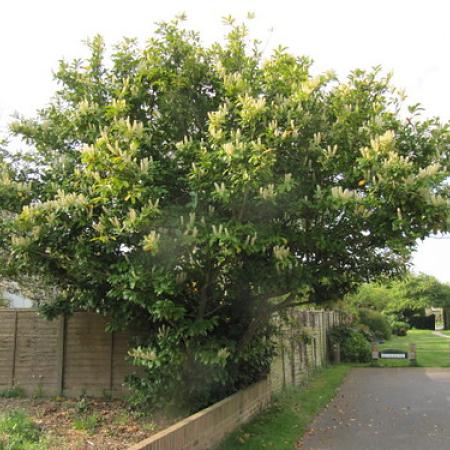 Cherry Laurel | solvepest
