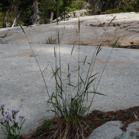 Quackgrass | solvepest