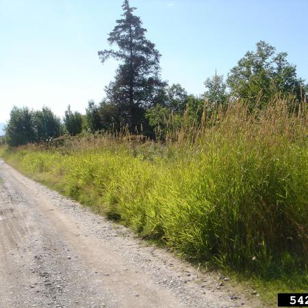 Reed Canarygrass | solvepest