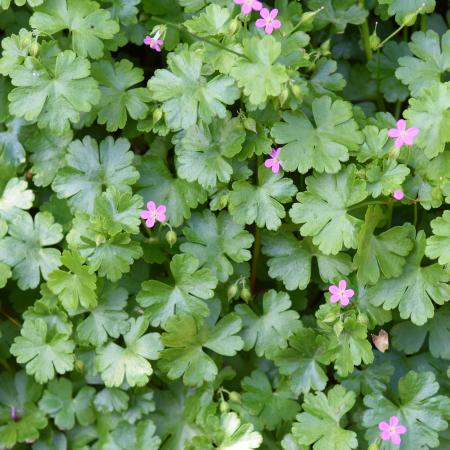 Wild Geranium Weed
