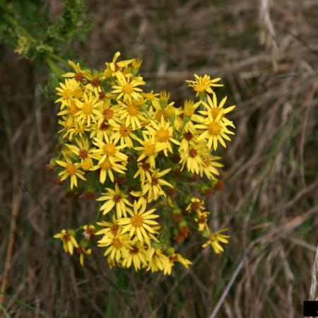 Tansy Ragwort | solvepest