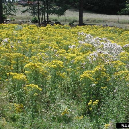 Tansy Ragwort | solvepest