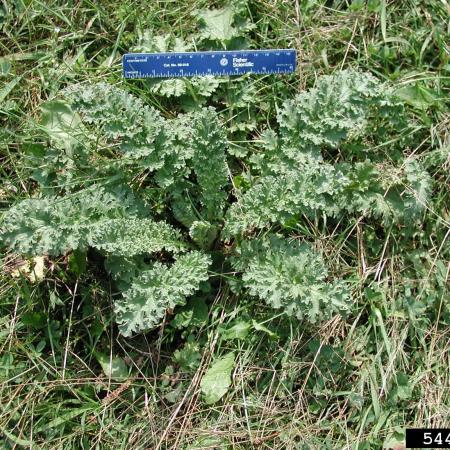 Tansy Ragwort | solvepest
