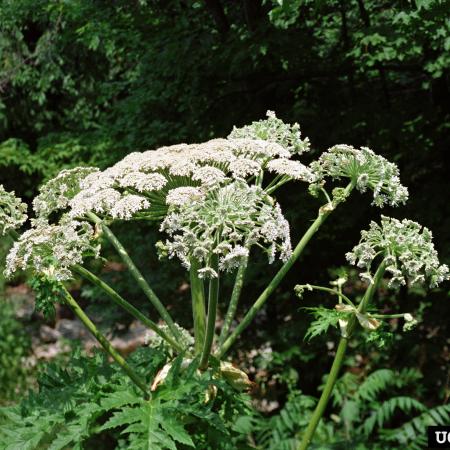 Giant Hogweed | solvepest