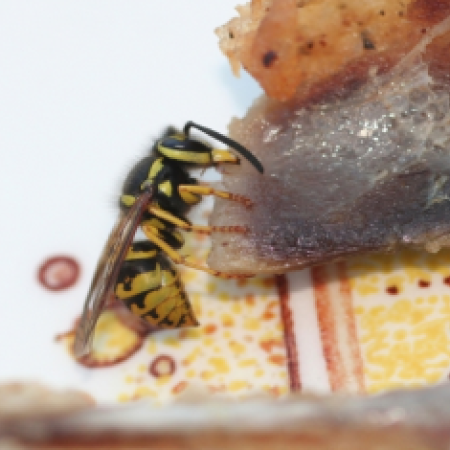 Yellowjackets | solvepest