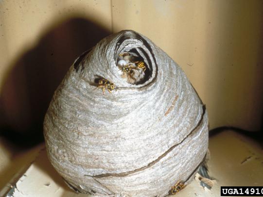 Yellowjackets & Wasps, Ants, Spiders, Fleas, Pantry Pests & More | solvepest
