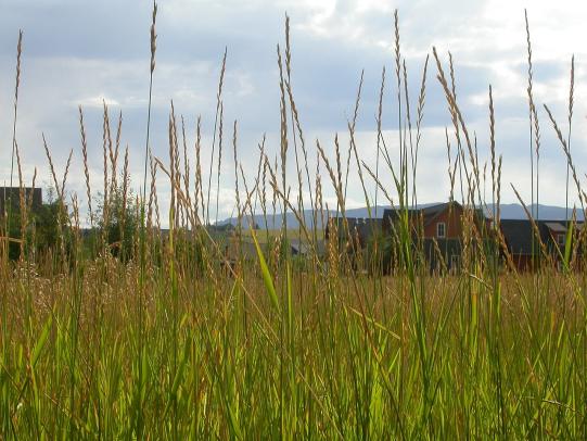 Grasses & Grass-Like Pacific Northwest Weeds | solvepest