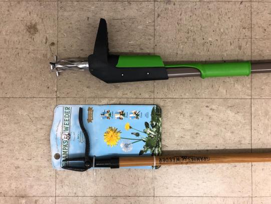 Dandelion | solvepest