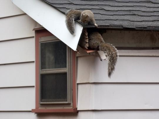 Squirrels | solvepest