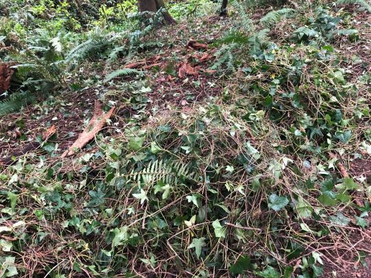 Ivy (Invasive) | solvepest