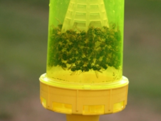 Homemade Yellow Jacket Trap