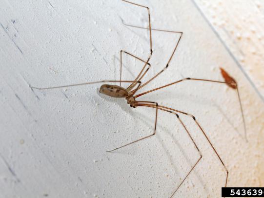 Pacific Northwest Biting Insects