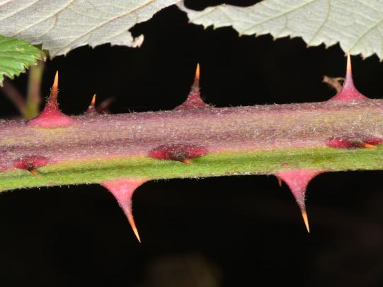 Vines & Vine-like Pacific Northwest Weeds | solvepest