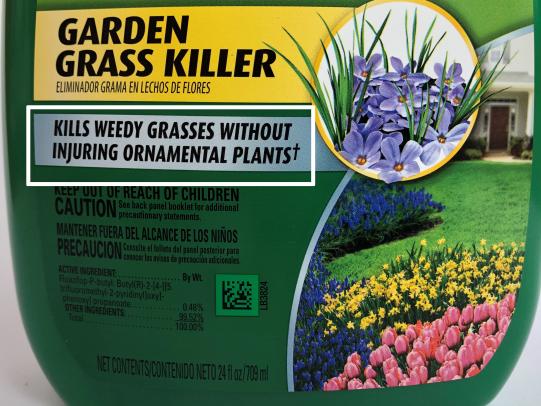 Grassy Weeds in Lawns | solvepest
