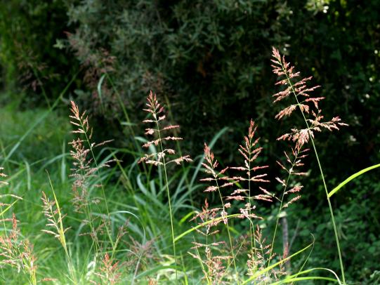 Grasses & Grass-Like Pacific Northwest Weeds | solvepest