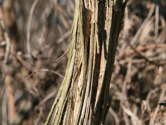 Vines & Vine-like Pacific Northwest Weeds | solvepest