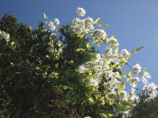 Vines & Vine-like Pacific Northwest Weeds | solvepest