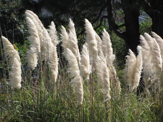 Grasses & Grass-Like Pacific Northwest Weeds | solvepest