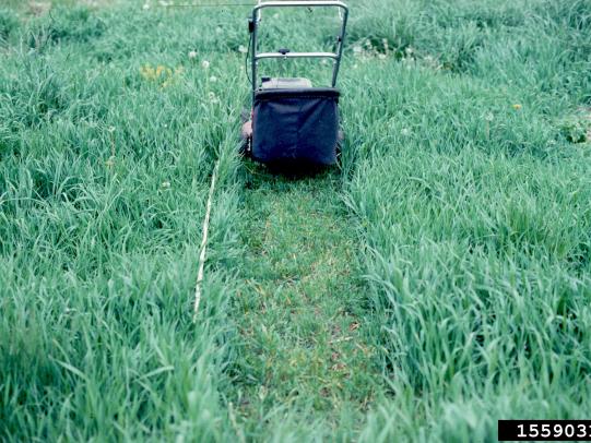 Quackgrass | solvepest