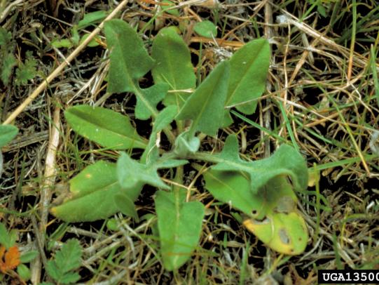 Broadleaf Weeds (Soft Leaves & Stems) in the Pacific Northwest | solvepest